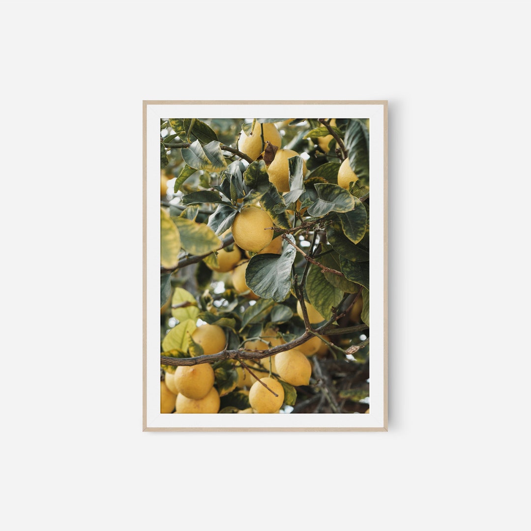 Lemon Citrus Fruit, Lemon Tree, Lemon Tree Wall Art, Print Wall Art ...