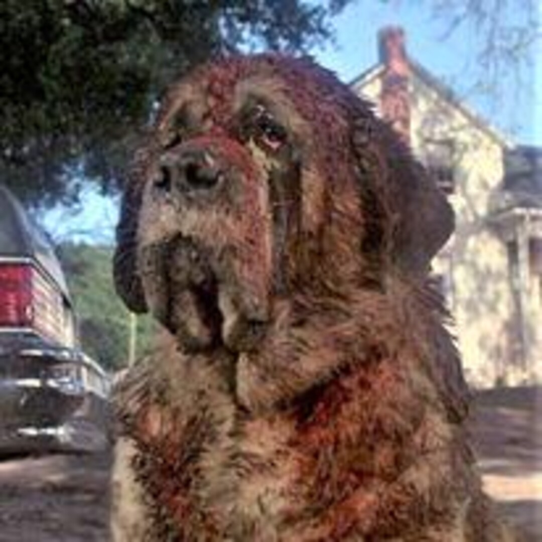 Cujo Taxidermy Style Wallhanger - Etsy