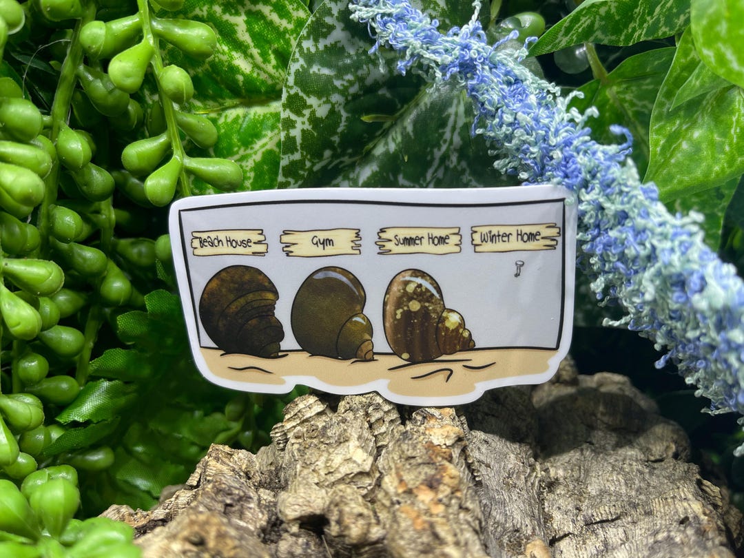 Hermit Crab Shell Sticker - Etsy