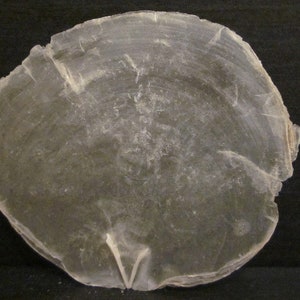 15 Capiz Shell Discs 10 Cm | Etsy