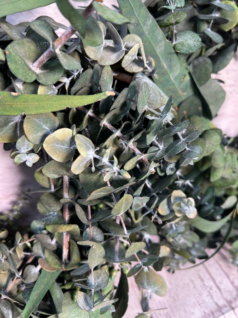 Türkranz Eukalyptus Euka Mix Tischdeko Wanddeko Türschmuck - Etsy.de