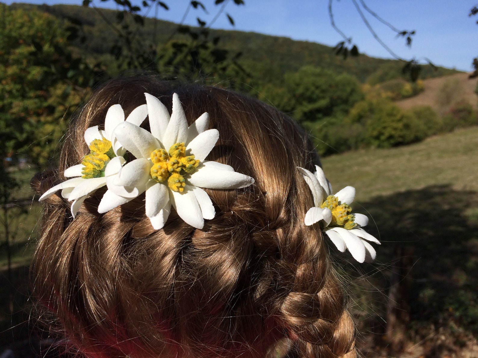 What is Edelweiss? All about this Legendary Flower | A German Girl in ...
