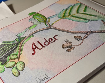 Alder Tree Drawing - Etsy