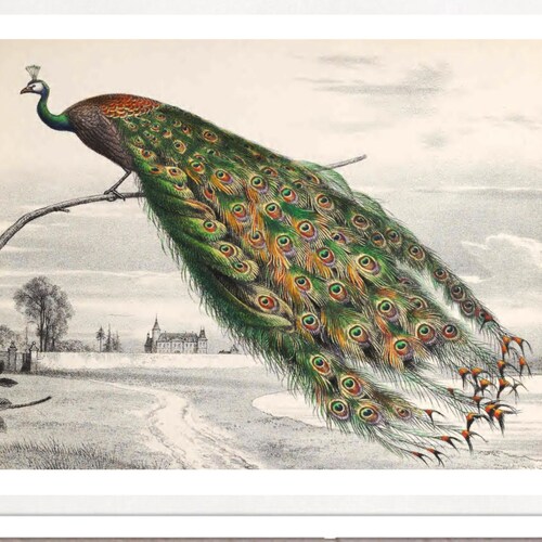 Peacock Art Deco Print Bird Art Prints Peacock Painting | Etsy UK