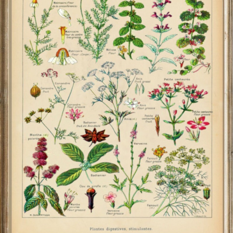 Kruiden poster - Etsy Nederland