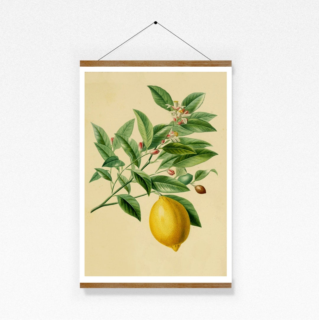 Zitrone Vintage Art Print Reprint Poster Lexikon Wanddekoration Küche ...