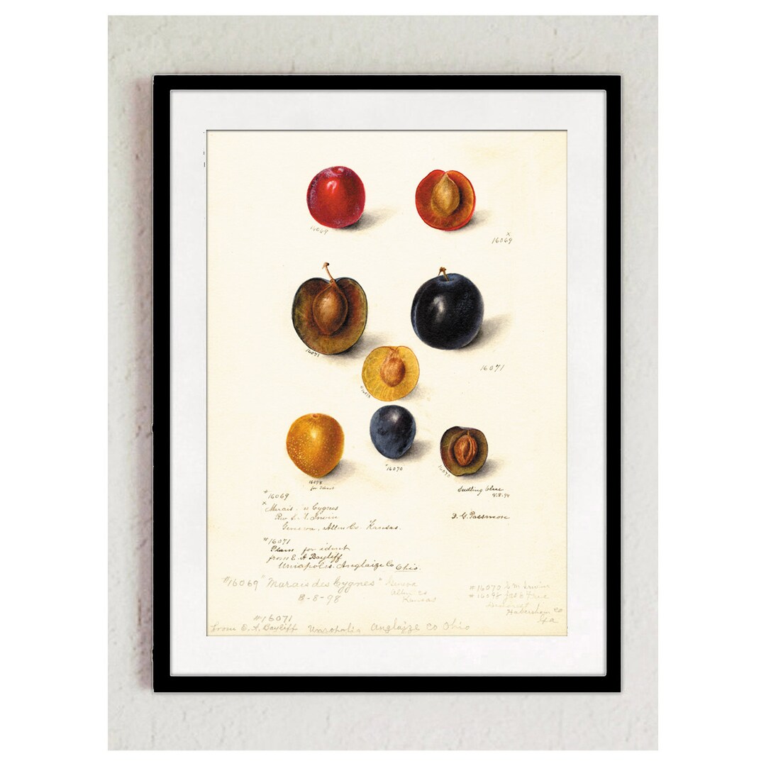 Vintage Print Plum Reprint Poster Lexicon Wall Decoration - Etsy