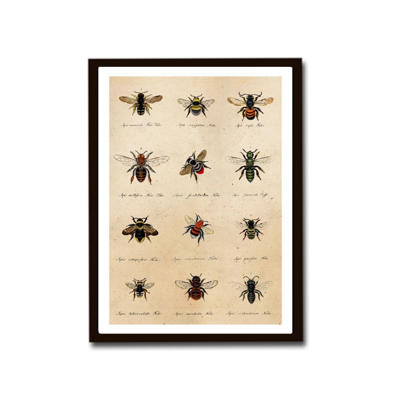 Vintage Print Bees Bee Species Collage Wall Decoration Wall Art - Etsy