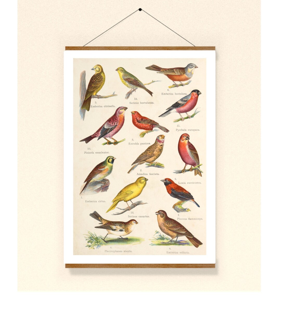 Vintage Print Mini Poster Bird Species Bullfinch Serin Poster Wall ...