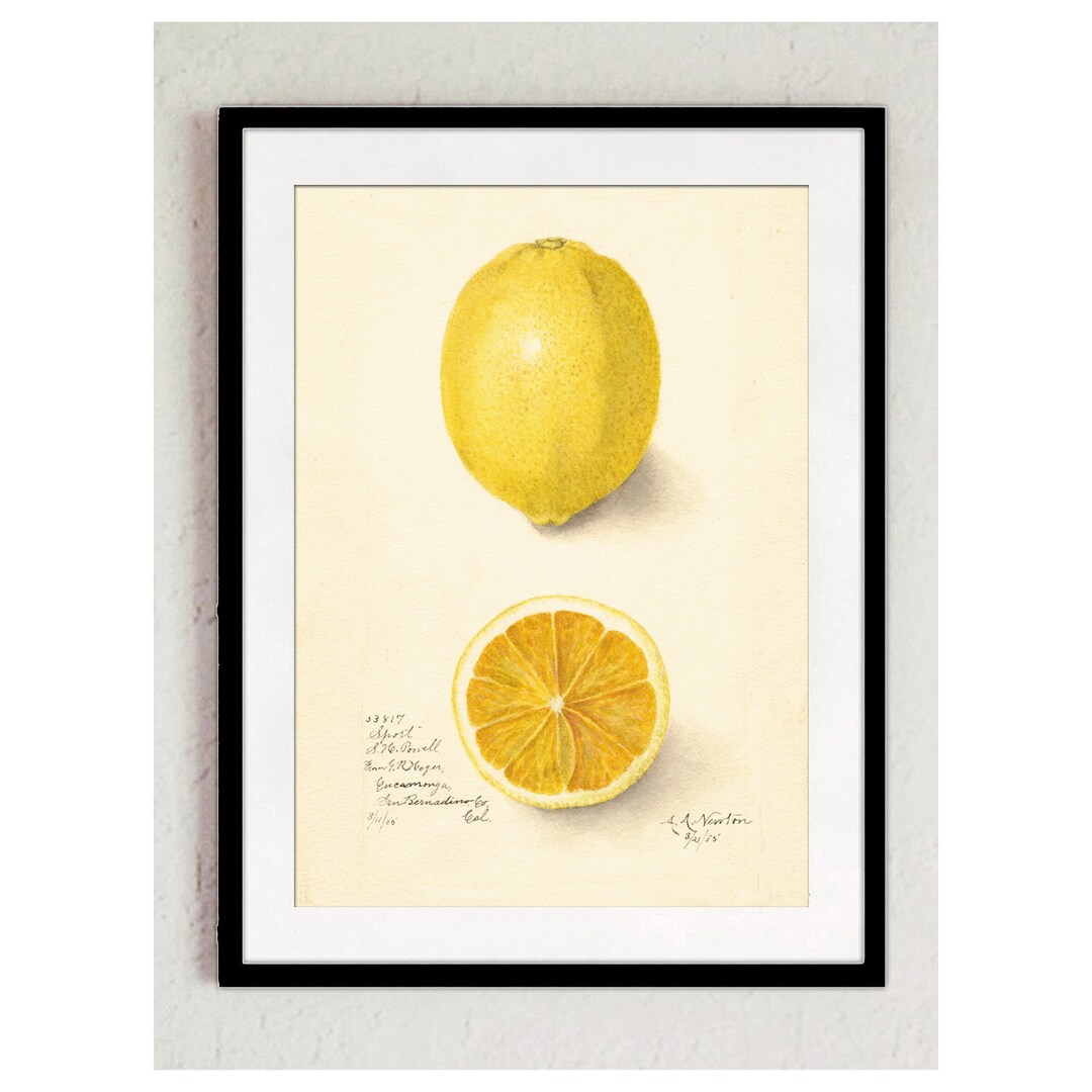 Vintage Print Lemon Reprint Poster Lexicon Wall Decoration Kitchen ...