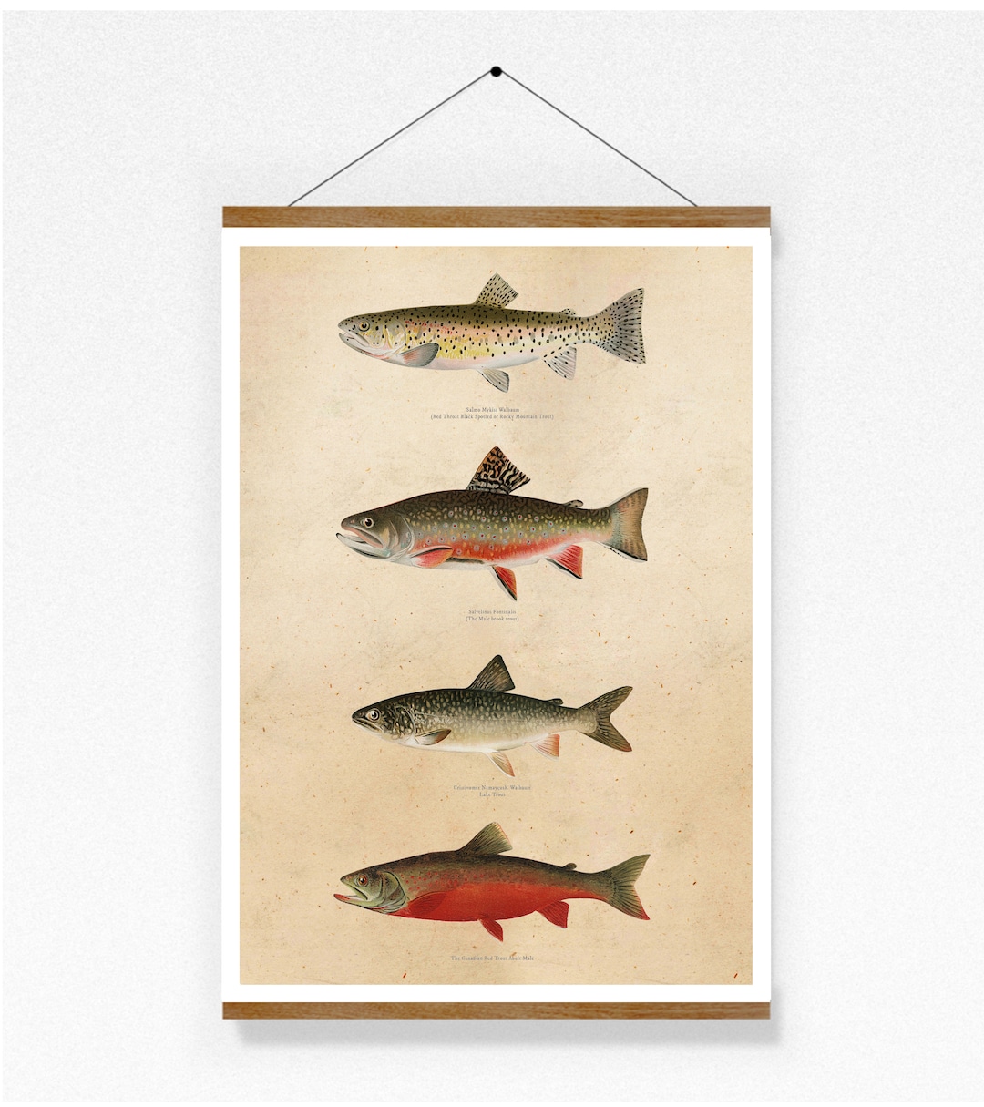 Fische | Forellen | Vintage | Poster - Etsy.de