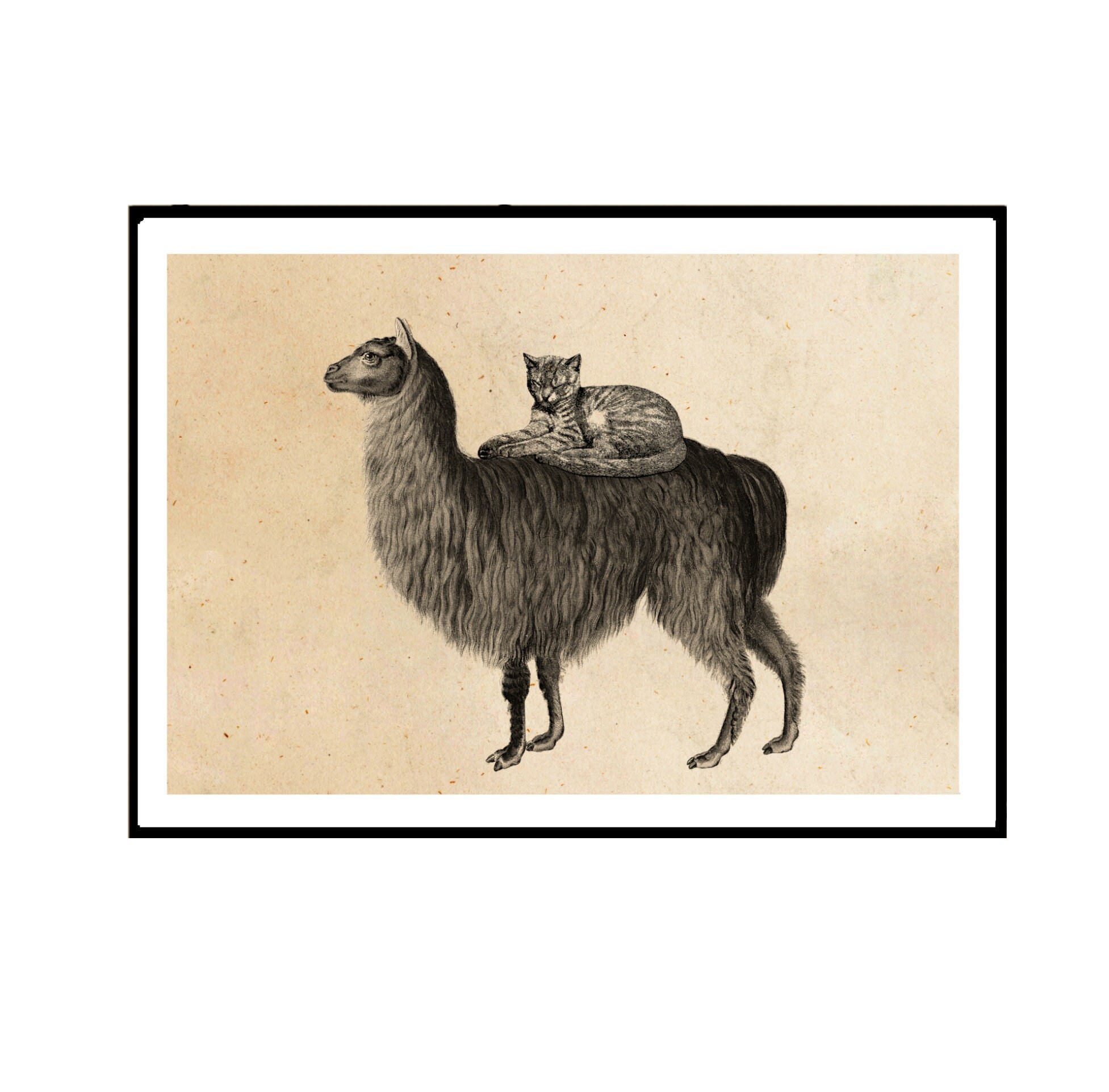 Lama Zeichnung