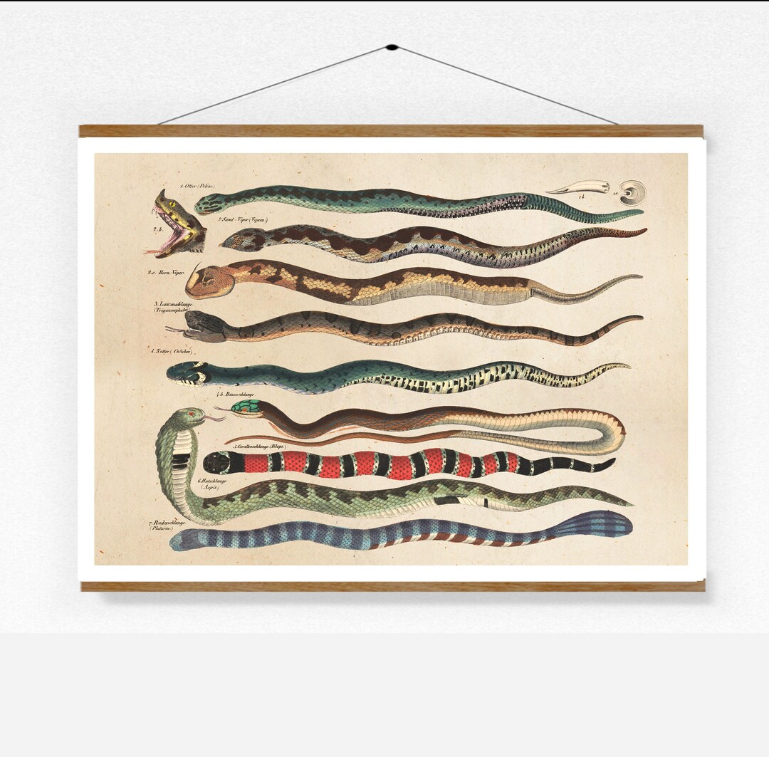 Vintage Print Snakes Adder Viper and Others Collage Wall Decor Wall Art ...
