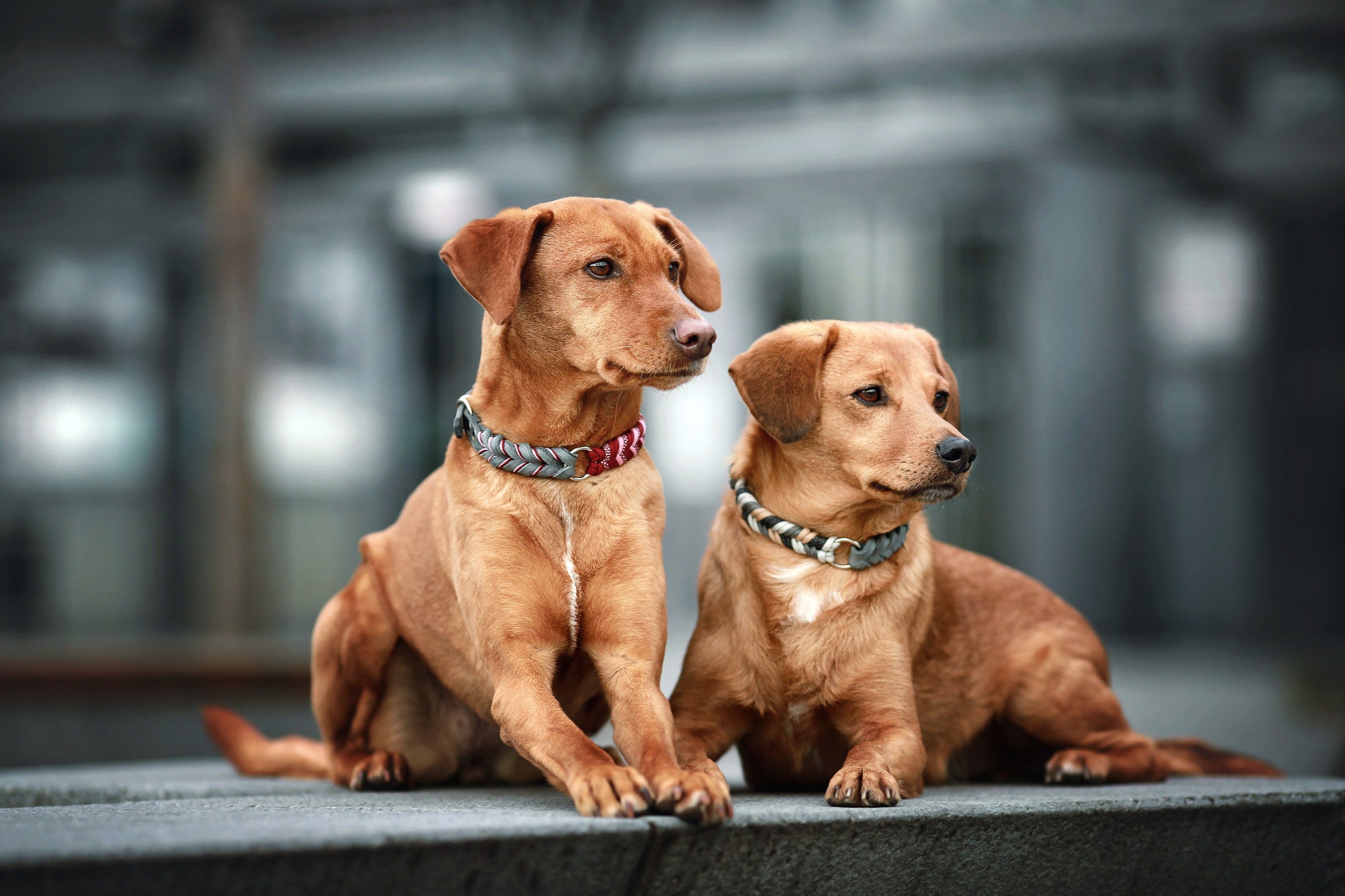 Collar PINA Leather Collar for Dogs With Paracord Braiding - Etsy