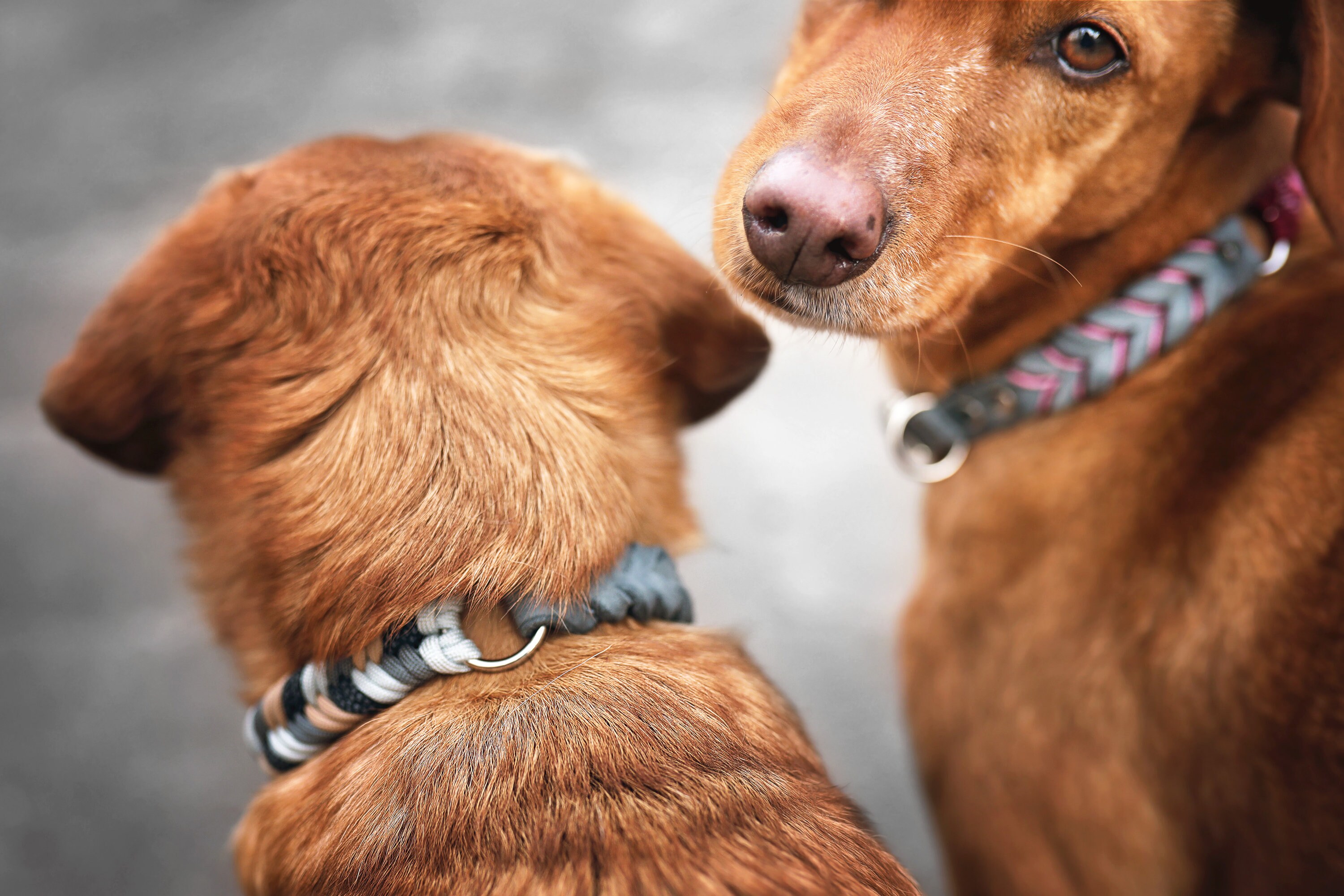 Collar PINA Leather Collar for Dogs With Paracord Braiding - Etsy