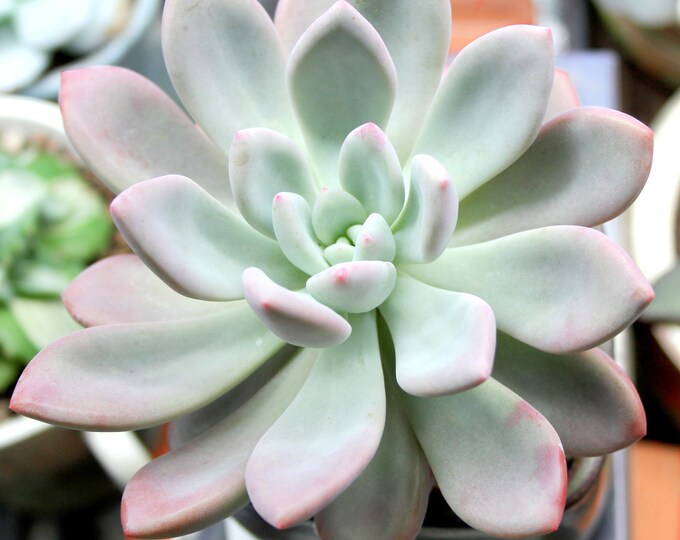 Graptoveria 'opalina' - Etsy