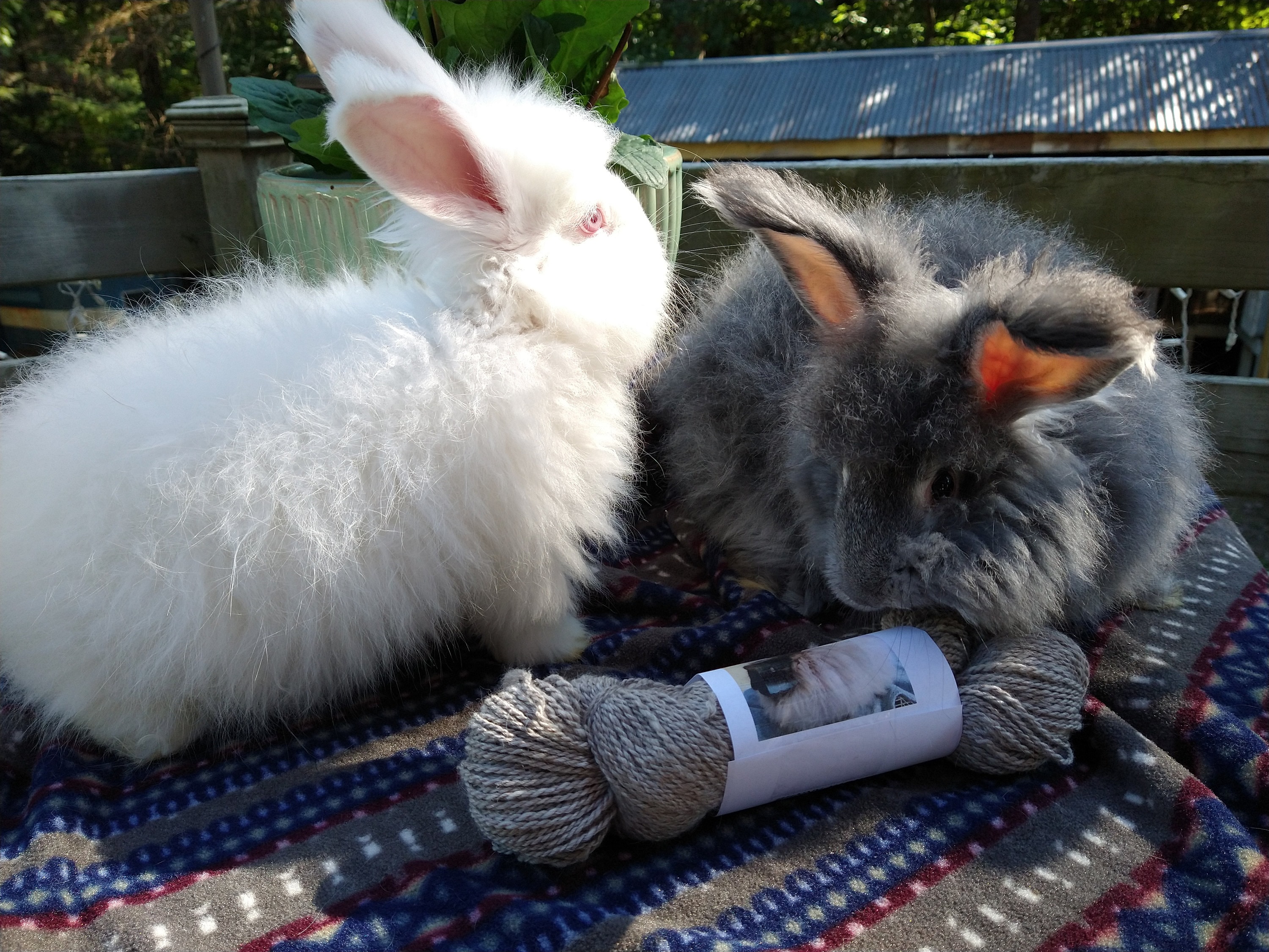 Baby Giant Angora Rabbit