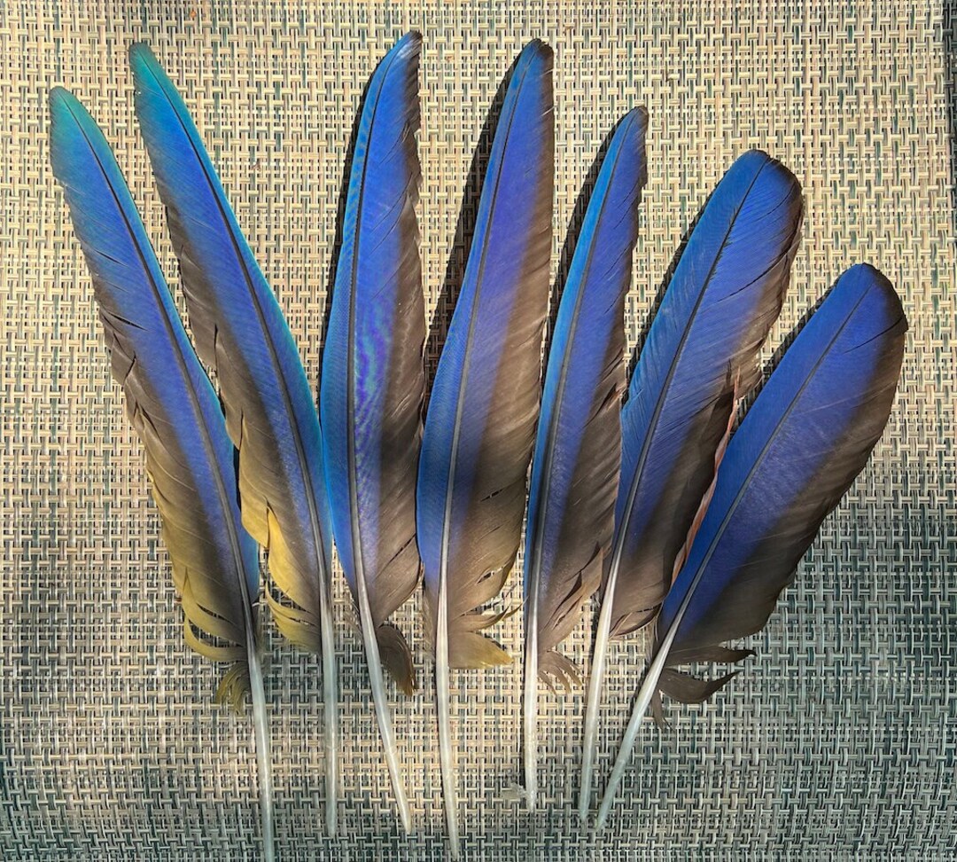 7 Beautiful Long Cobalt Macaw Wings 11-12" Long ~ so Glowingly Blue! - Etsy