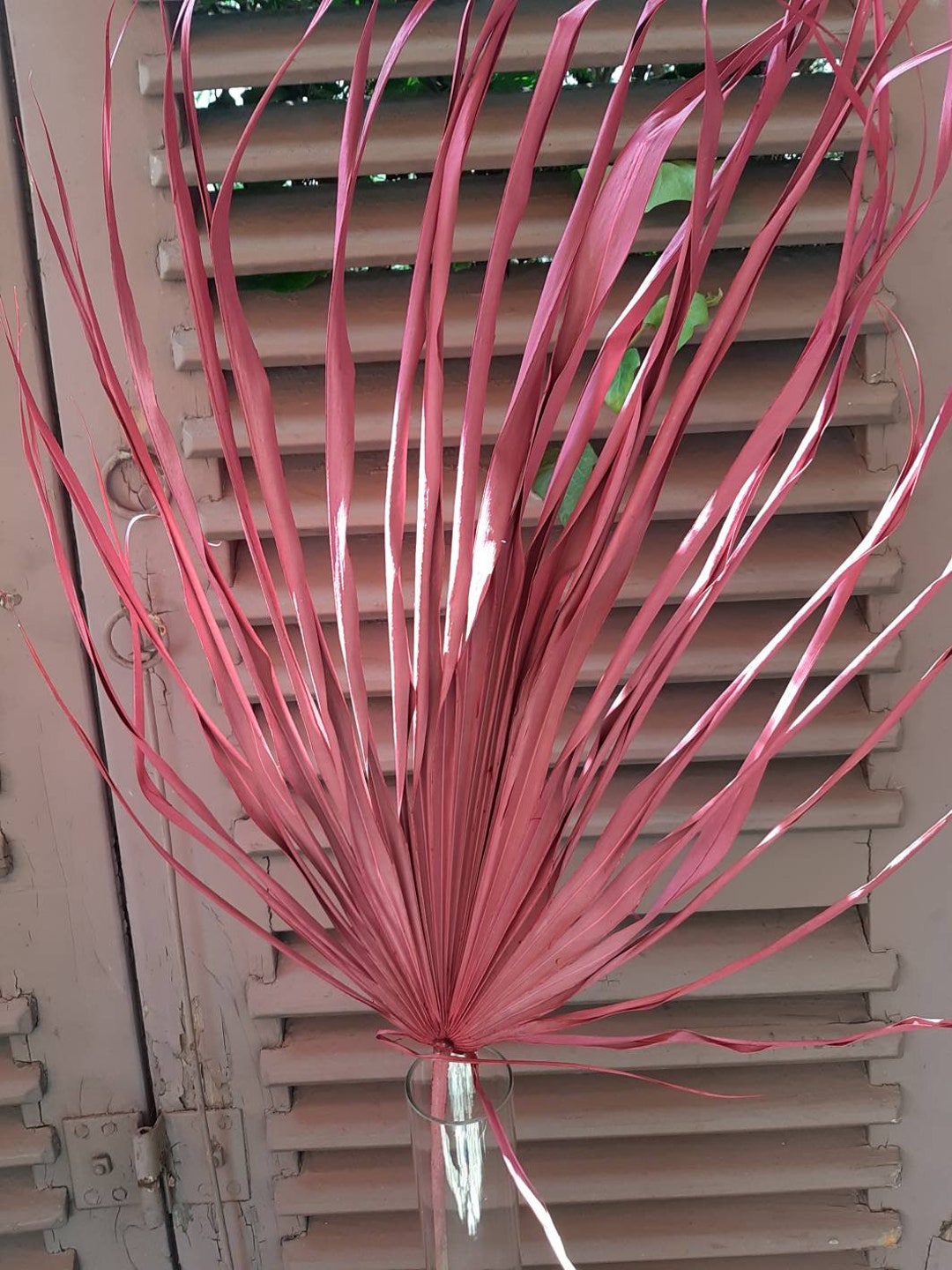 Grandes hojas de palma secas, 3 colores. - Etsy España