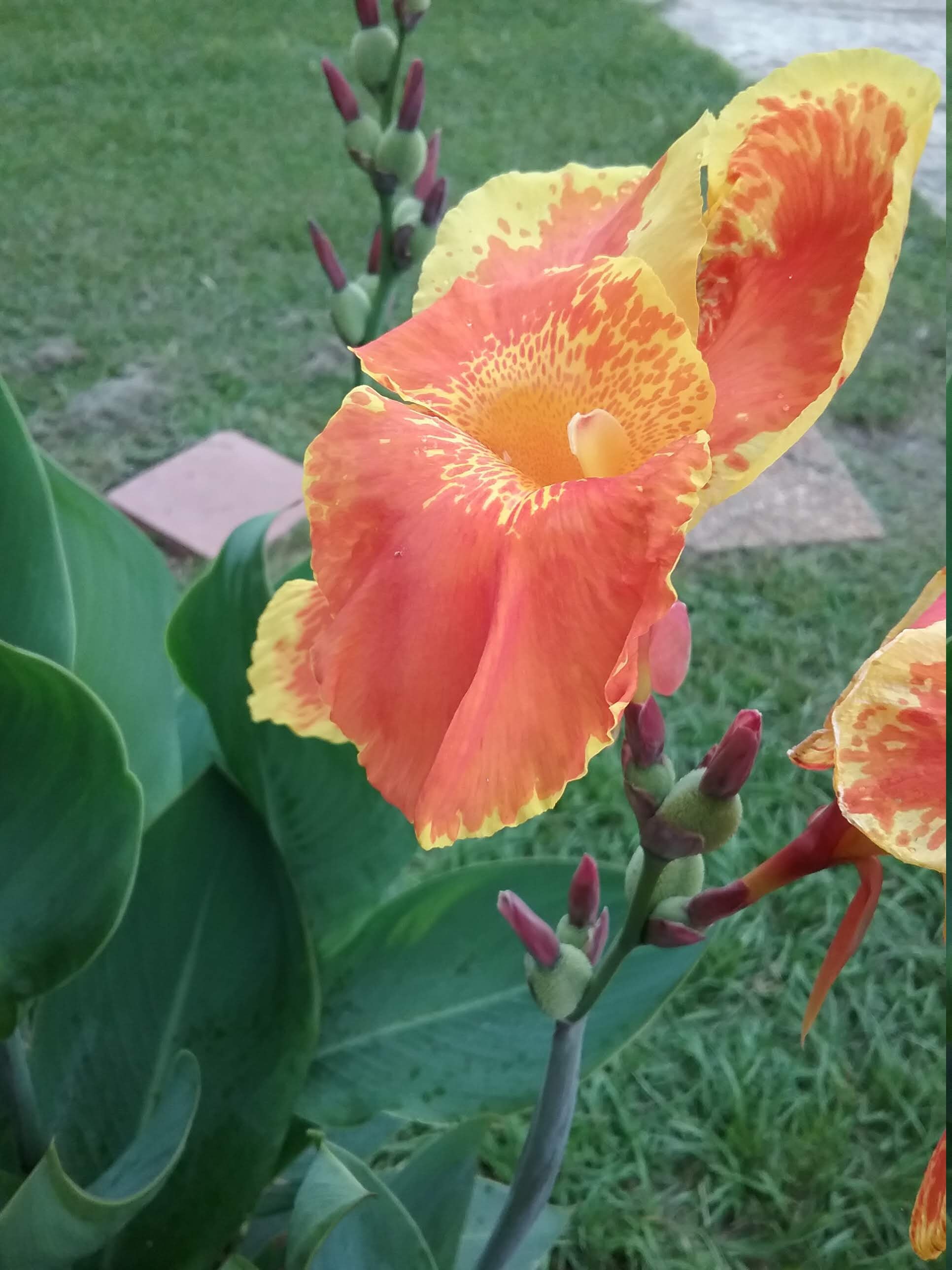 Canna Lily Healthy Rhizome Vibrant Yellow Red & Orange Petals With Deep ...