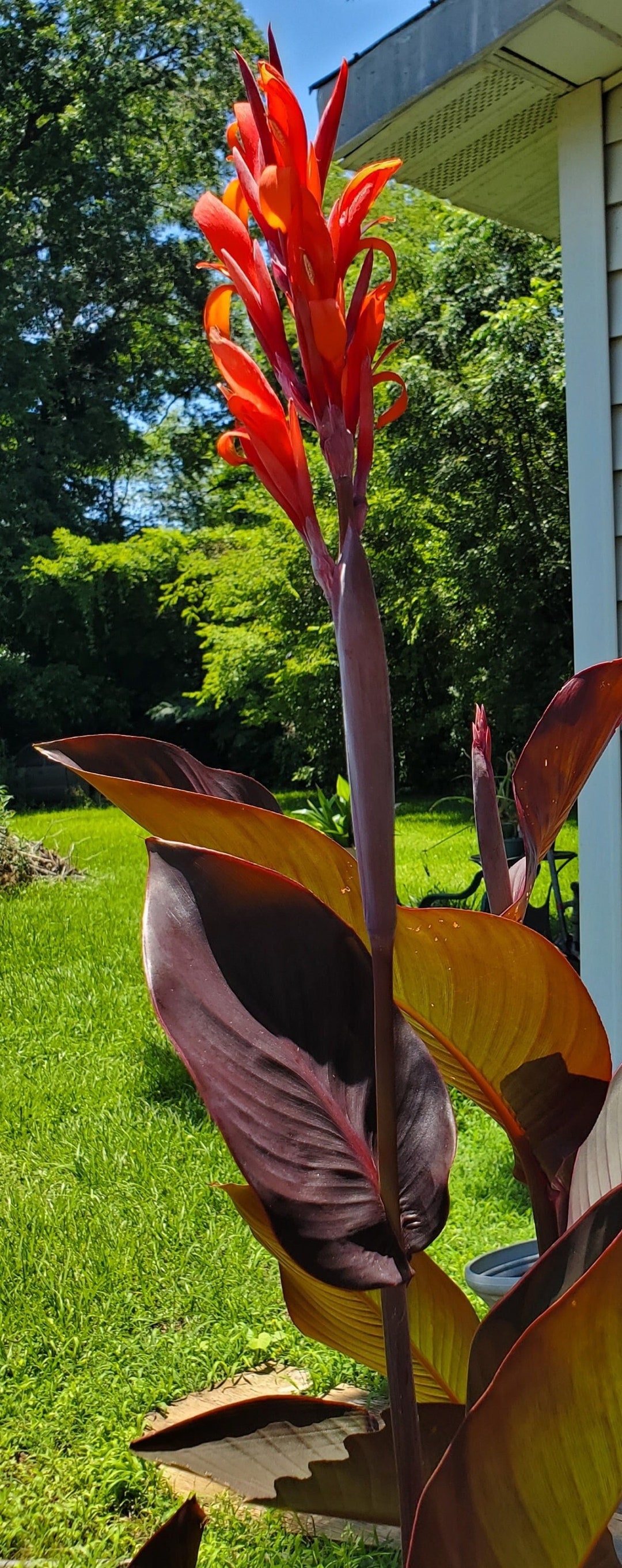 Giant Red Canna Lily Rhizomes – Fast-growing, Tall Privacy Plant ...