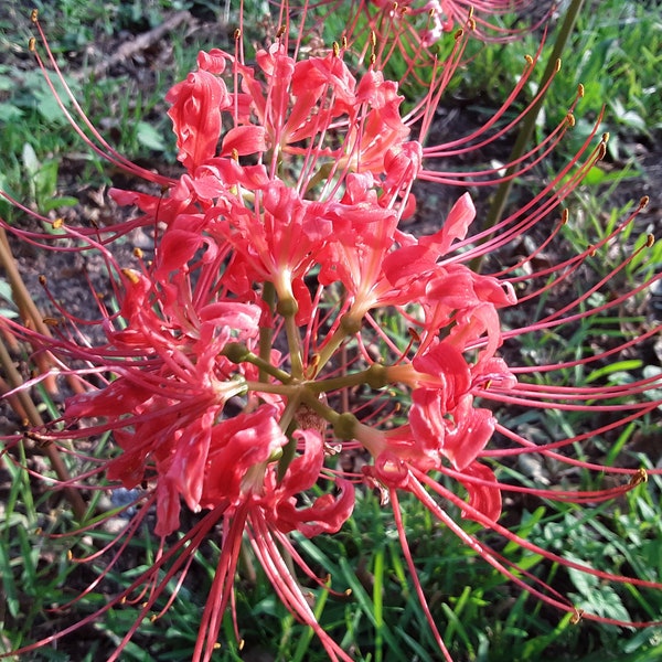 Spider Lily - Etsy