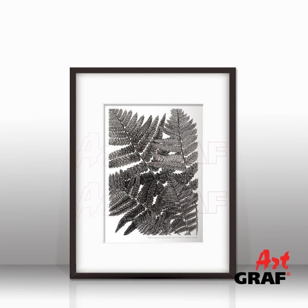 FERN-01 Fine Art Print of Ink Drawing - Etsy