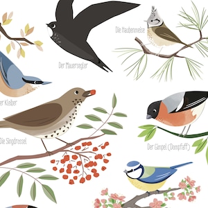 Native Garden Birds, Poster A3 - Etsy
