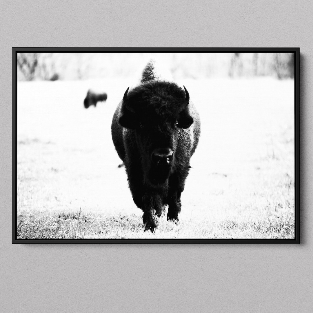 Buffalo Framed Print, Buffalo Wall Art, Bison Print, Wildlife ...