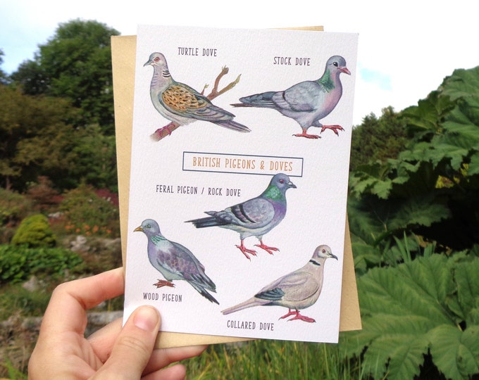Pigeons and Doves Identification Greetings Card Free UK Postage Turtle ...