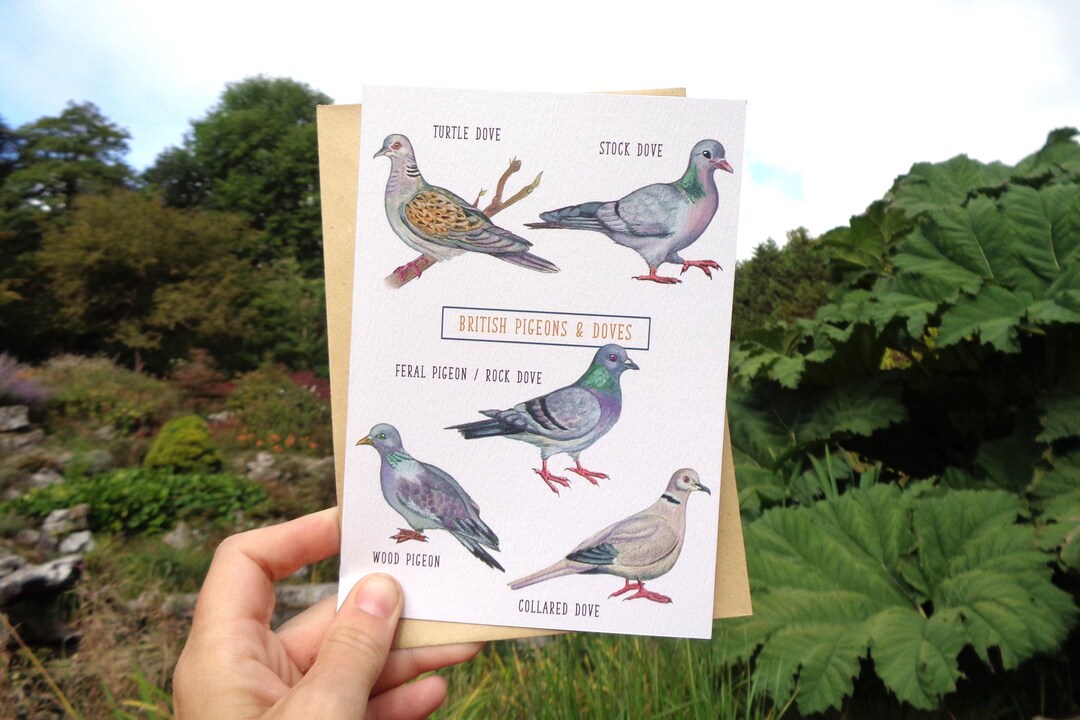 Pigeons and Doves Identification Greetings Card Free UK Postage Turtle ...