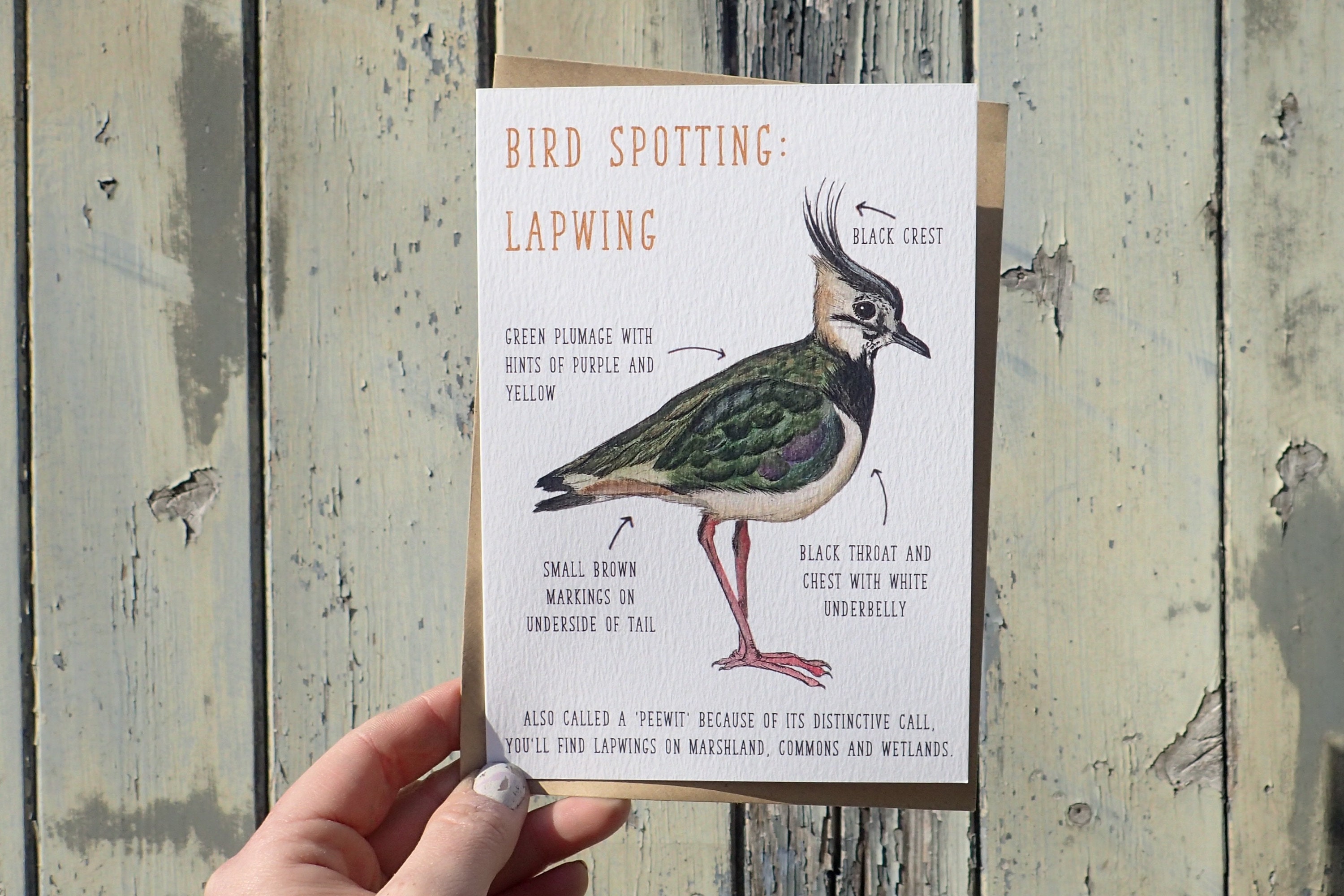 Birdwatching: Lapwing Identification Blank Greetings Card Free Postage ...