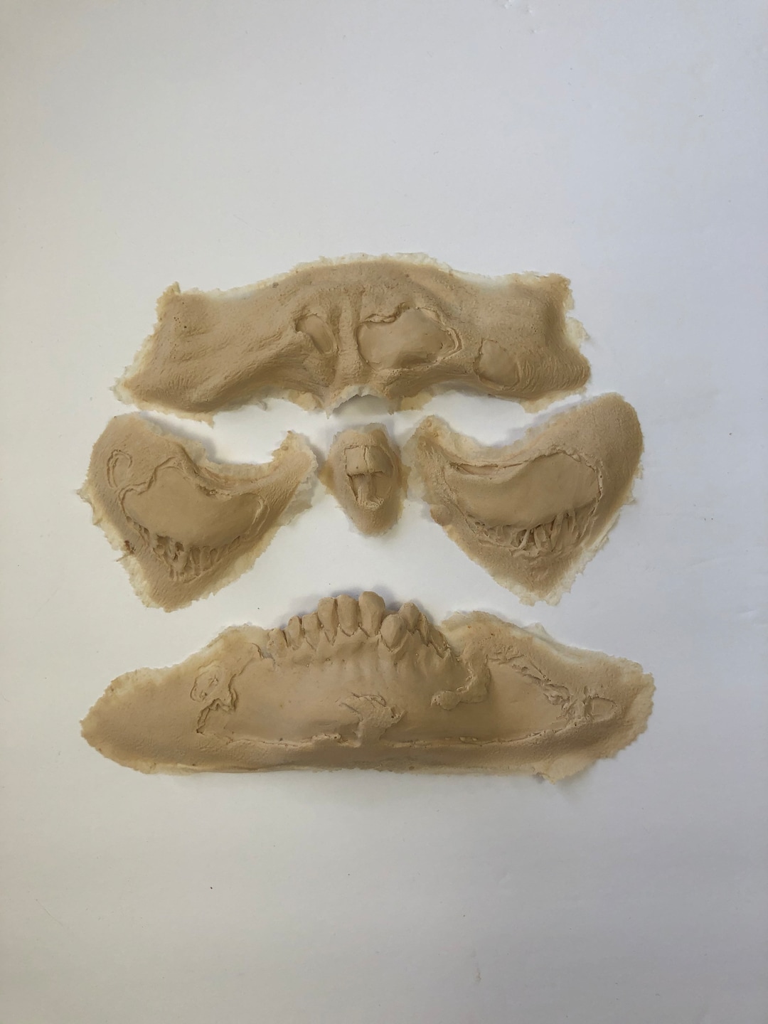 Exposed Style Zombie Face Foam Latex 5 Piece Prosthetic - Special FX ...