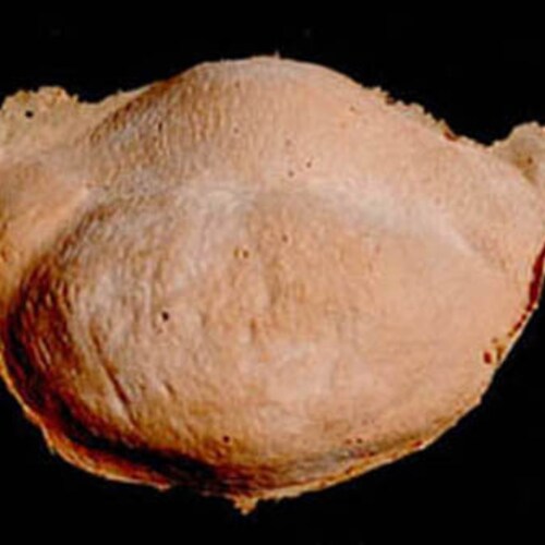 Special FX Makeup Old Age Neck Foam Latex Prosthetic | Etsy