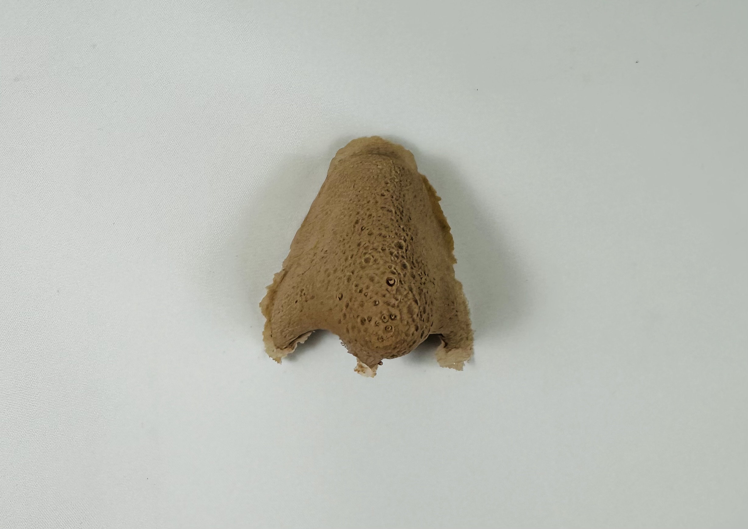 Witch Nose Foam Latex Prosthetic - Special FX Makeup - Halloween ...