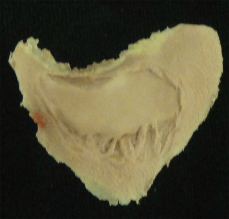 Special FX Makeup Zombie Exposed Cheeks Right/left Foam | Etsy