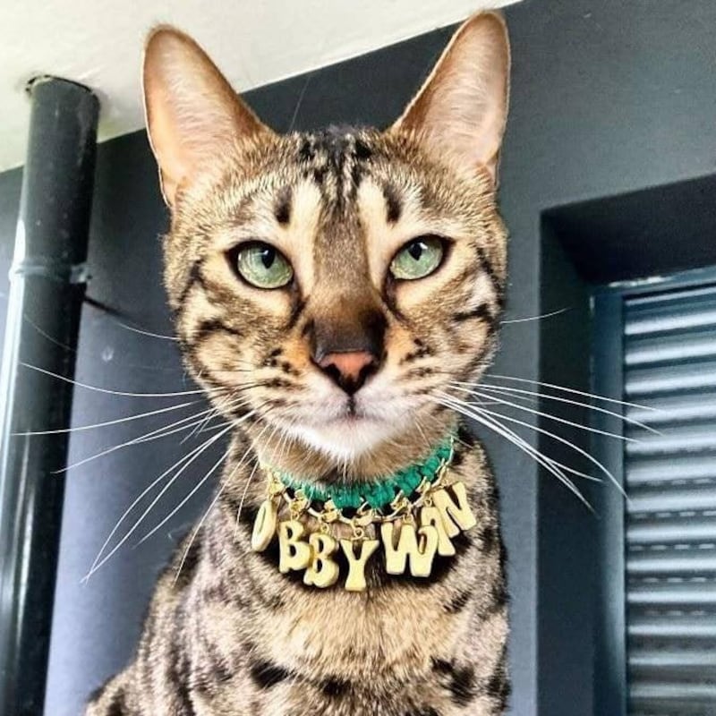 Gold Cat Collar - Etsy