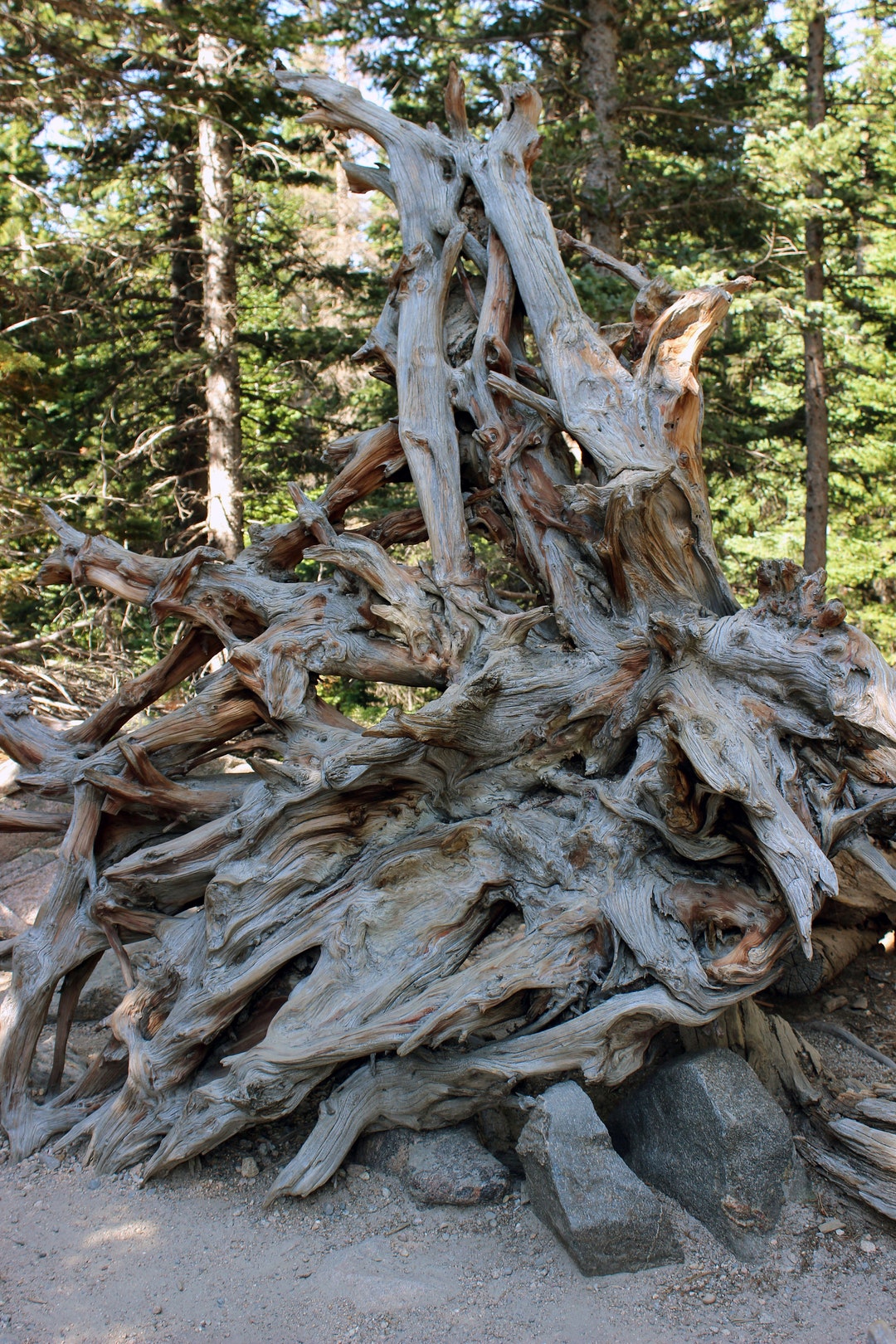 Tree Roots in Color - Etsy