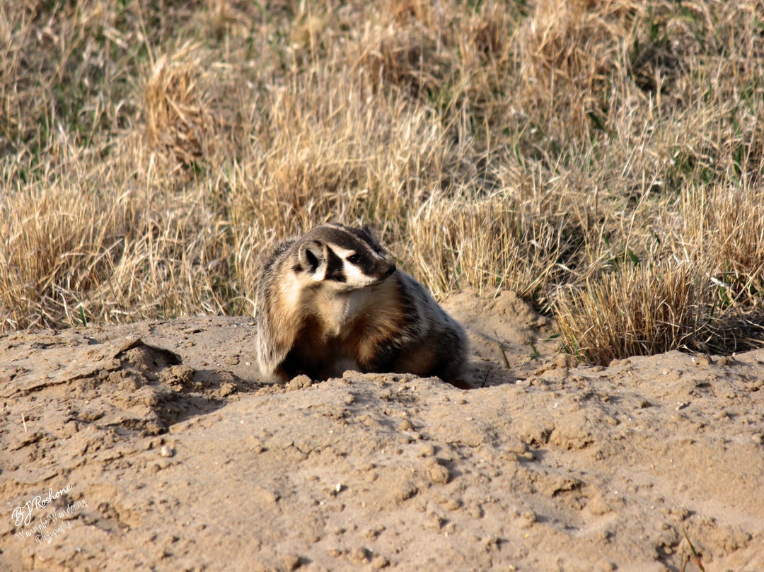 Badgering - Etsy