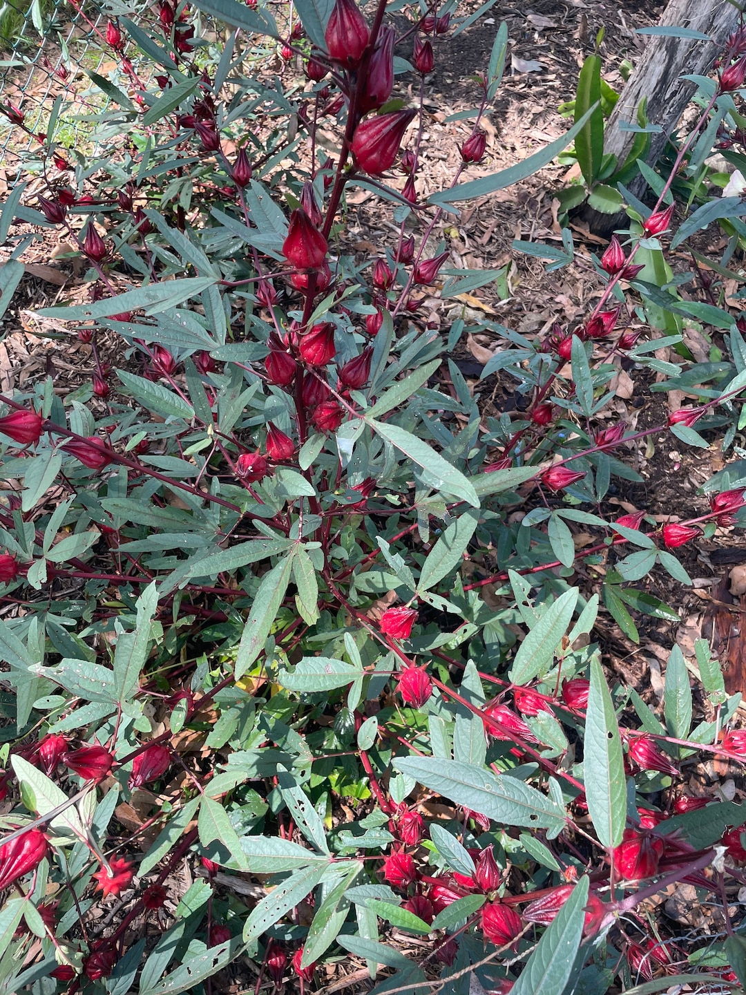 Rosella Seeds - Etsy Australia