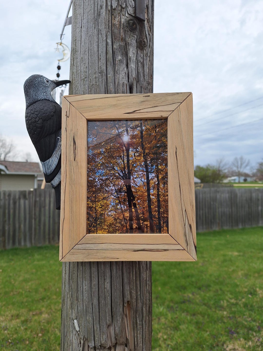 Item 1121 - a Spalted Birch Picture Frame Set up for 5