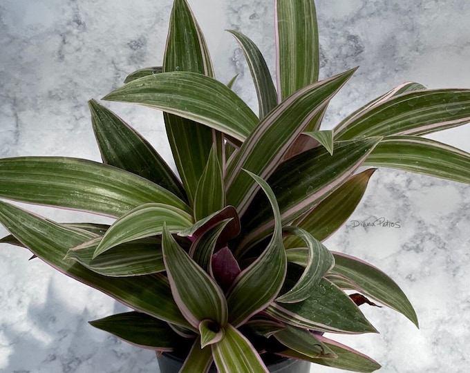 Rhoeo Discolor Tricolor tradescantia Spathacea - Etsy