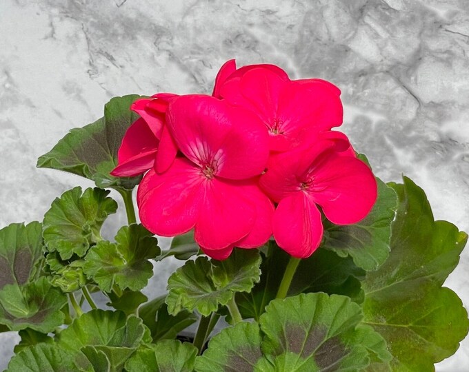 Welcome to Premier Succulents!