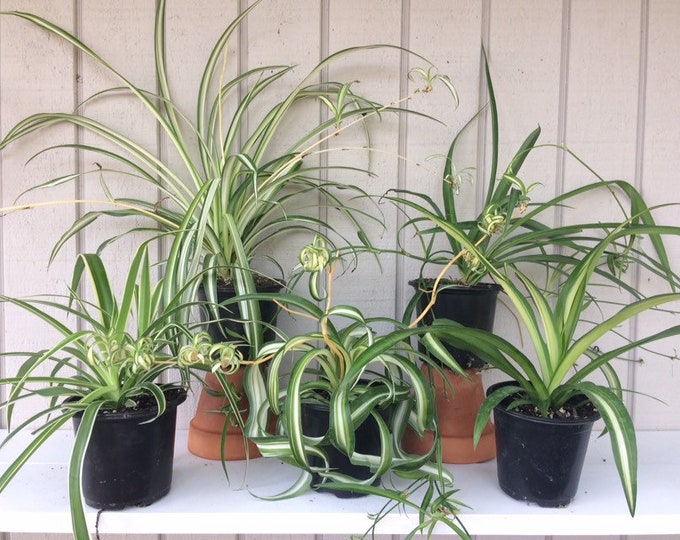Spider Plants - Welcome to Premier Succulents!