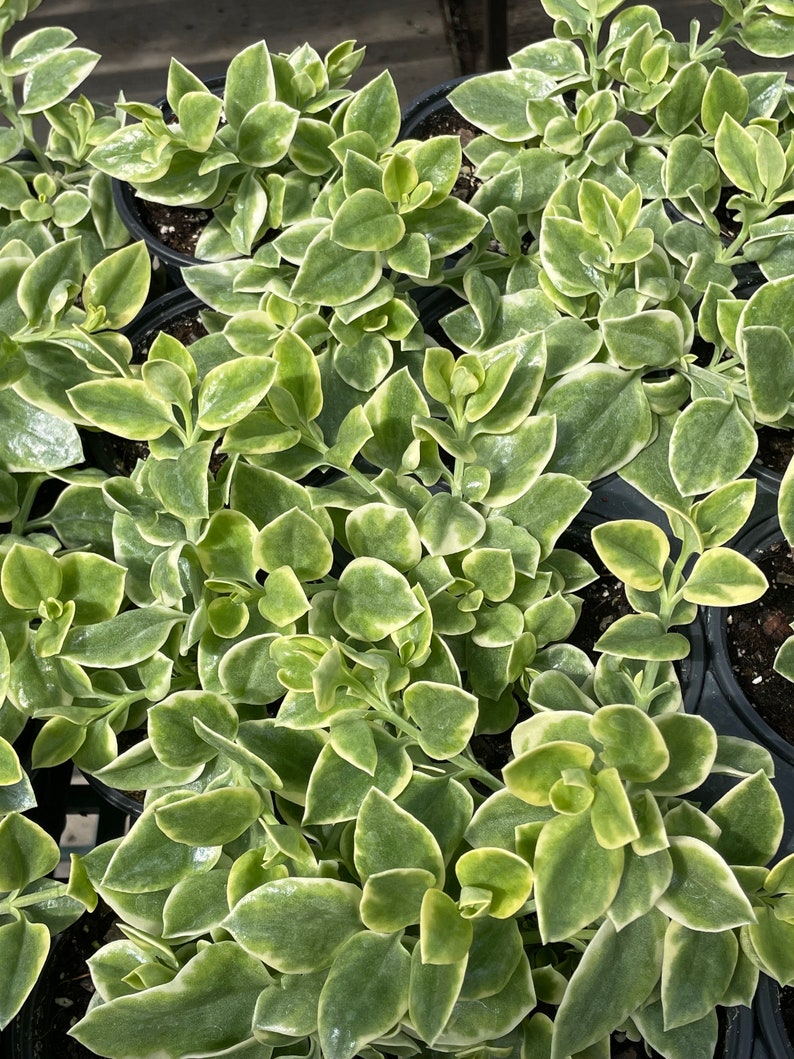 Doreanthus mezoo Aptenia Cordifolia 4 Pot - Etsy