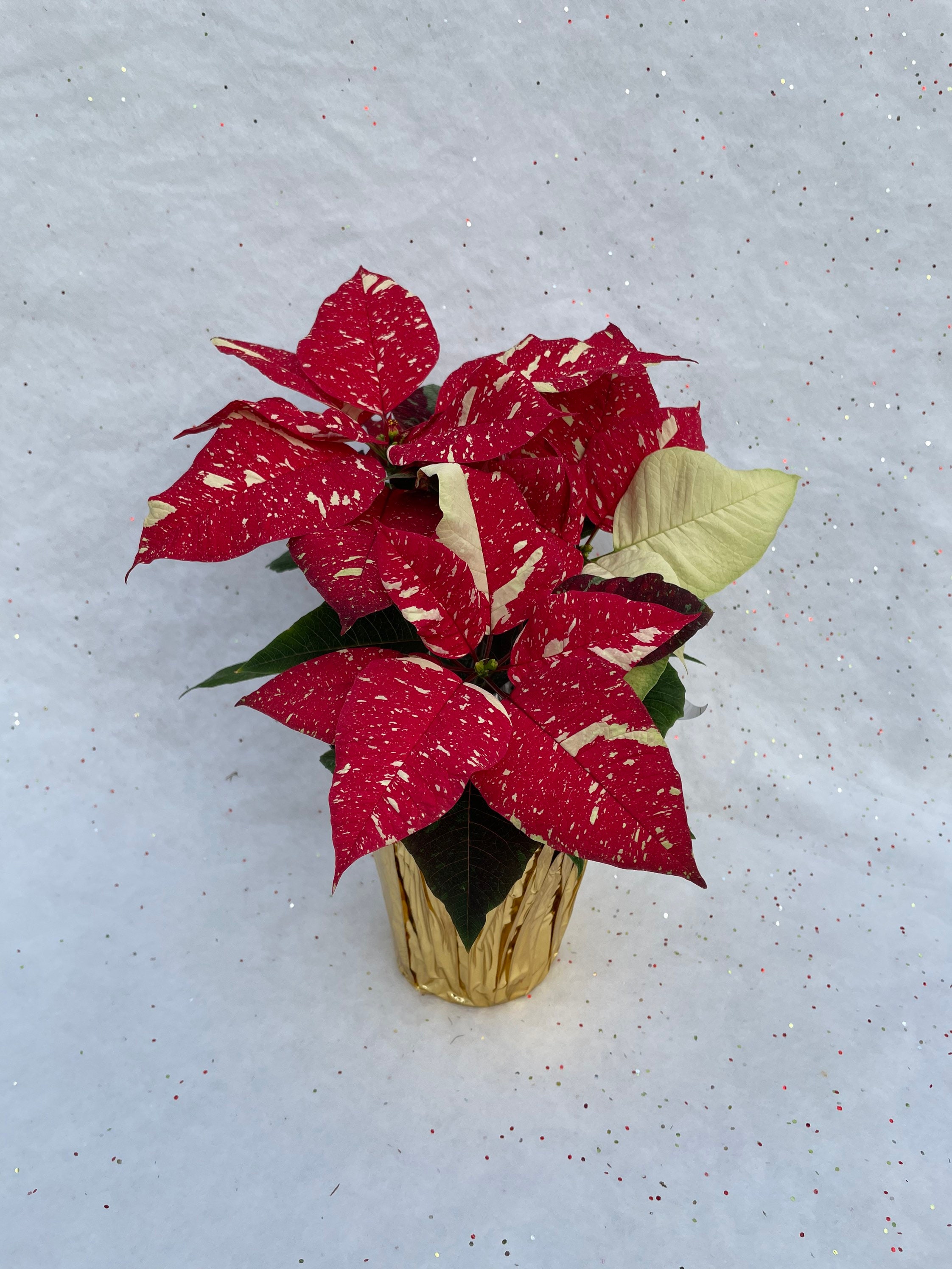 Poinsettia - Red Glitter - 4” pot with your choice of decorative pot cover