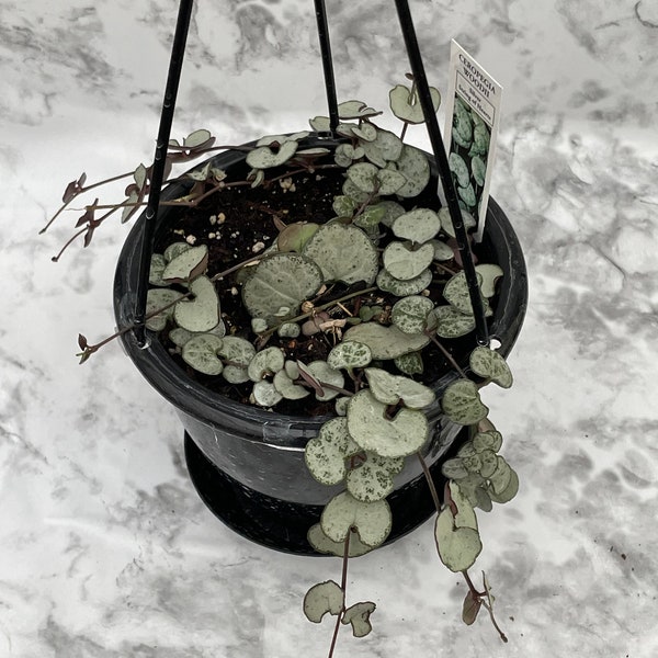 Silver Glory String of Hearts - Etsy