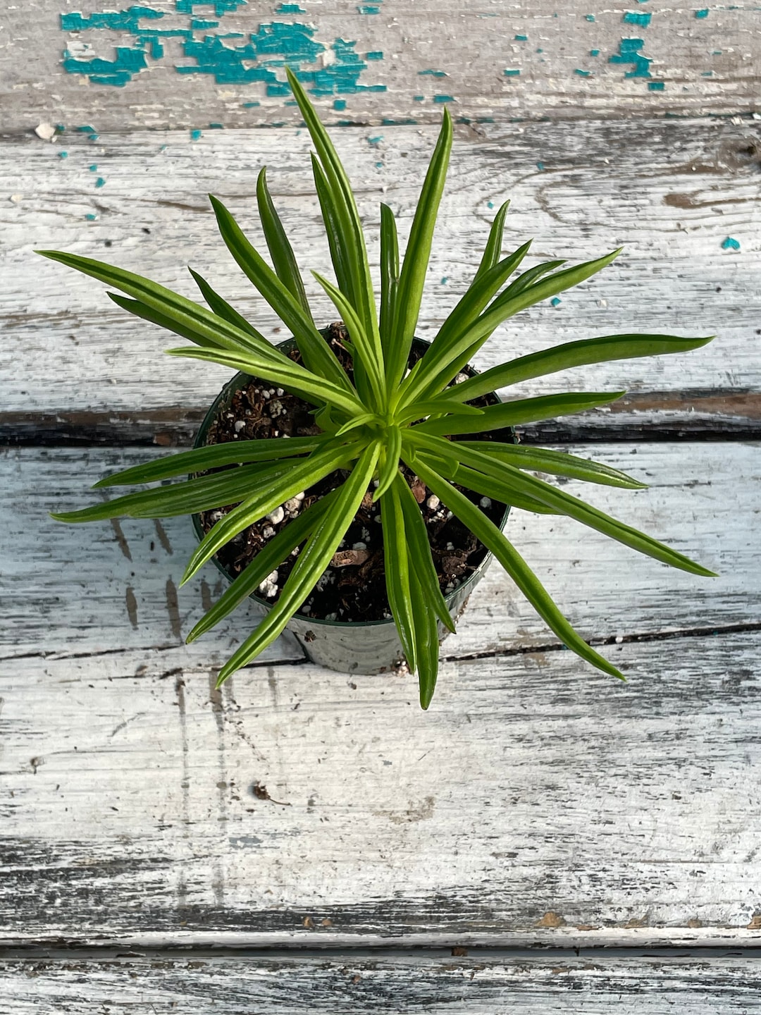 Peperomia Ferreyrae Happy Bean Peperomia 3 Pot - Etsy