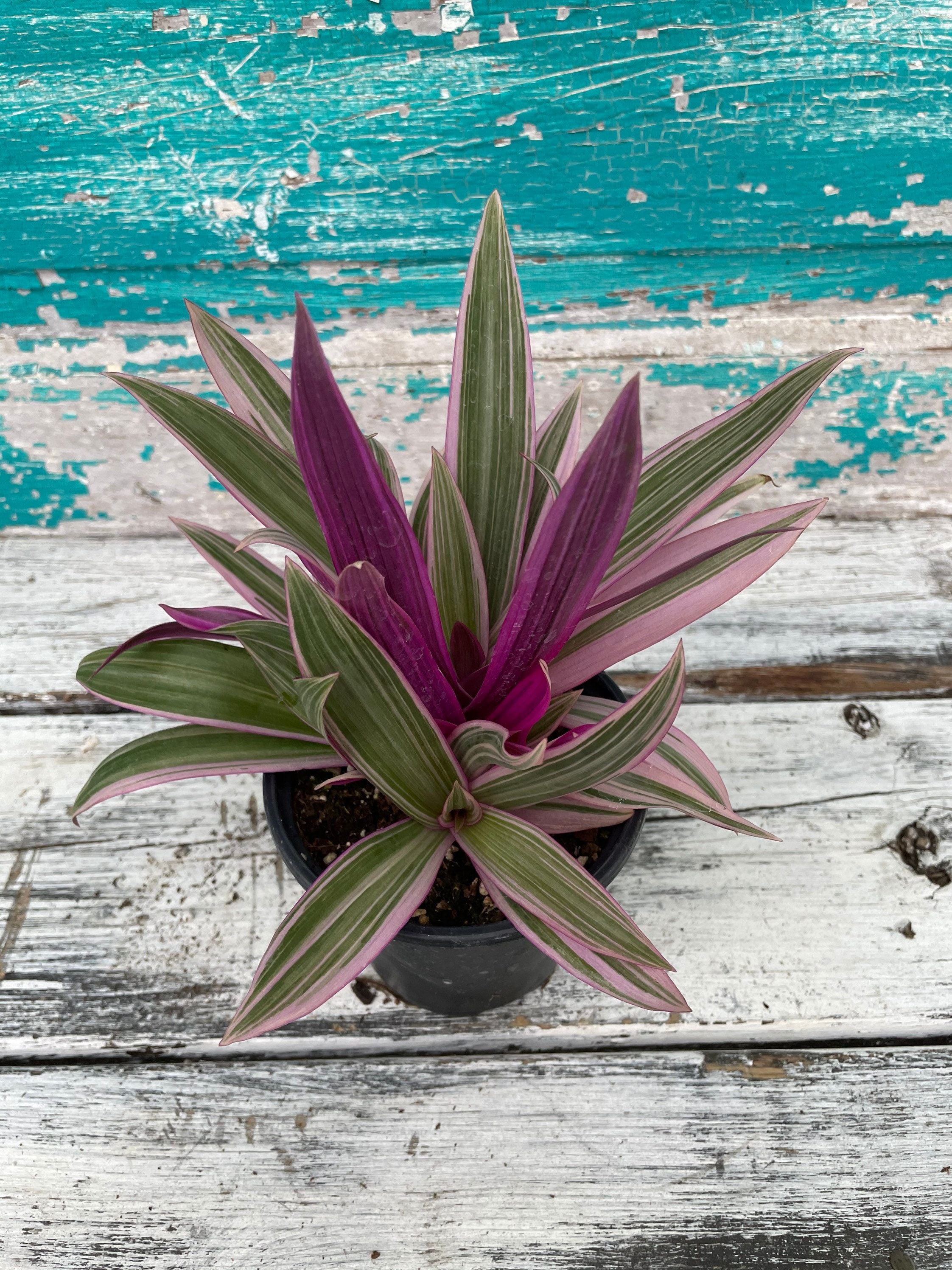 Tradescantia spathacea 'Tricolor' (Rhoeo spathacea) 4 pot 'Moses In the ...