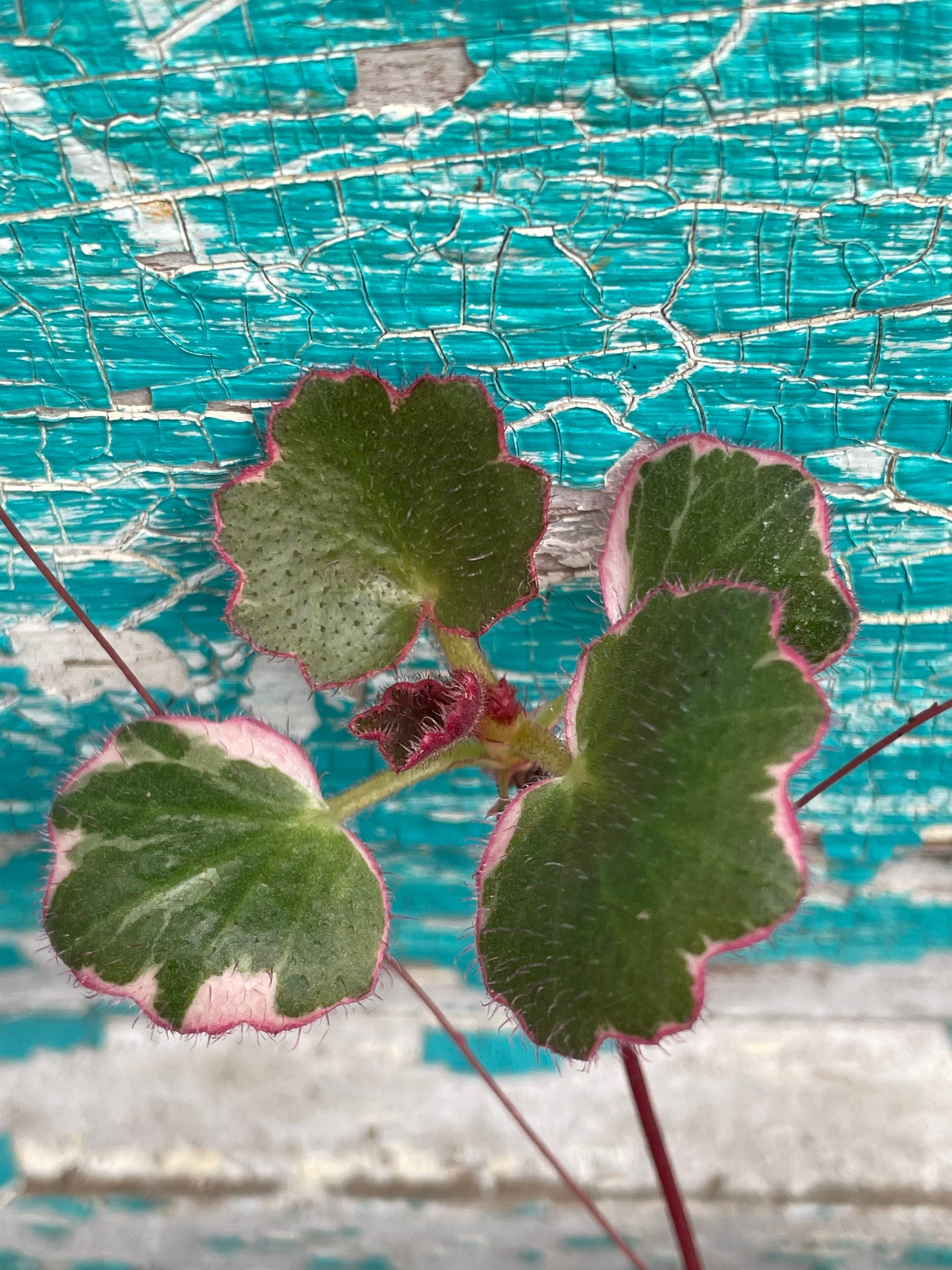 Variegated Strawberry Geranium/Strawberry Begonia - Saxifraga ...